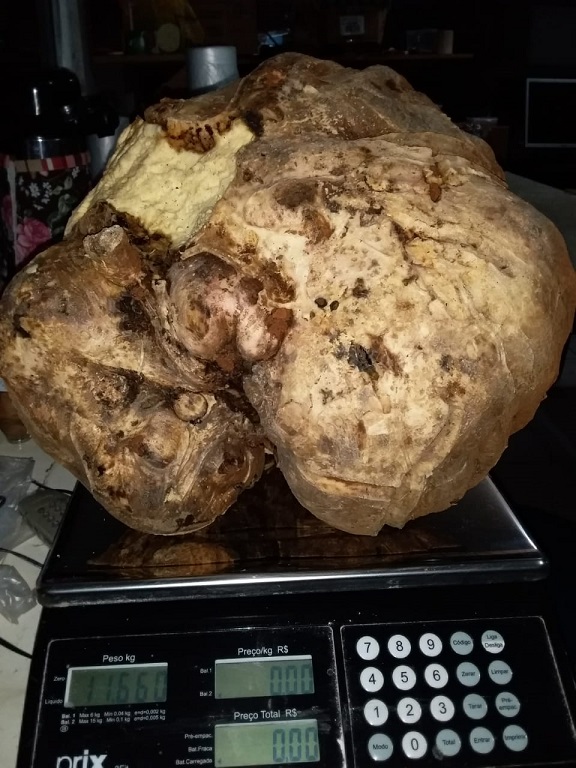 Padeiro colhe batata-doce gigante com 11,6 kg em SC – Notícias Chapecó.Org
