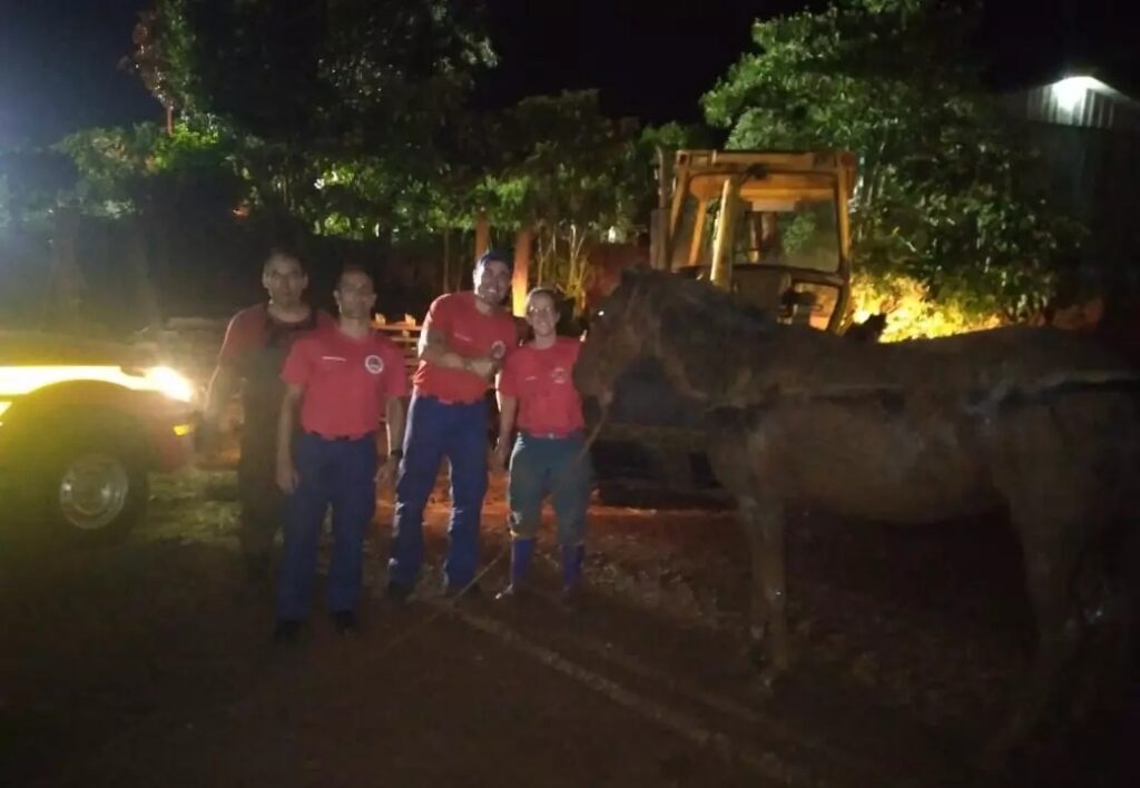 Égua é resgatada após cair em fossa séptica de três metros em SC ...